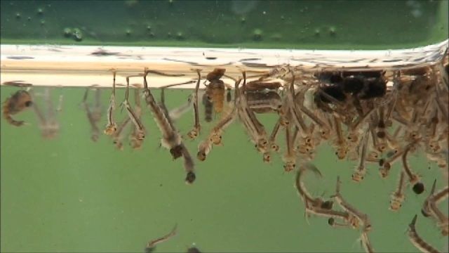 Cryptotora Thamicola, Ikan Yang Bisa Berjalan
