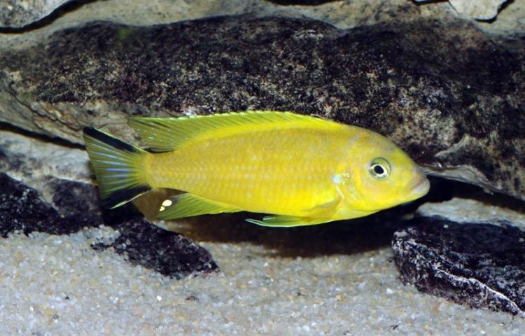 8 Jenis Ikan Cichlid Afrika Malawi Zebra Cichlids Atau Mbuna Cichlids